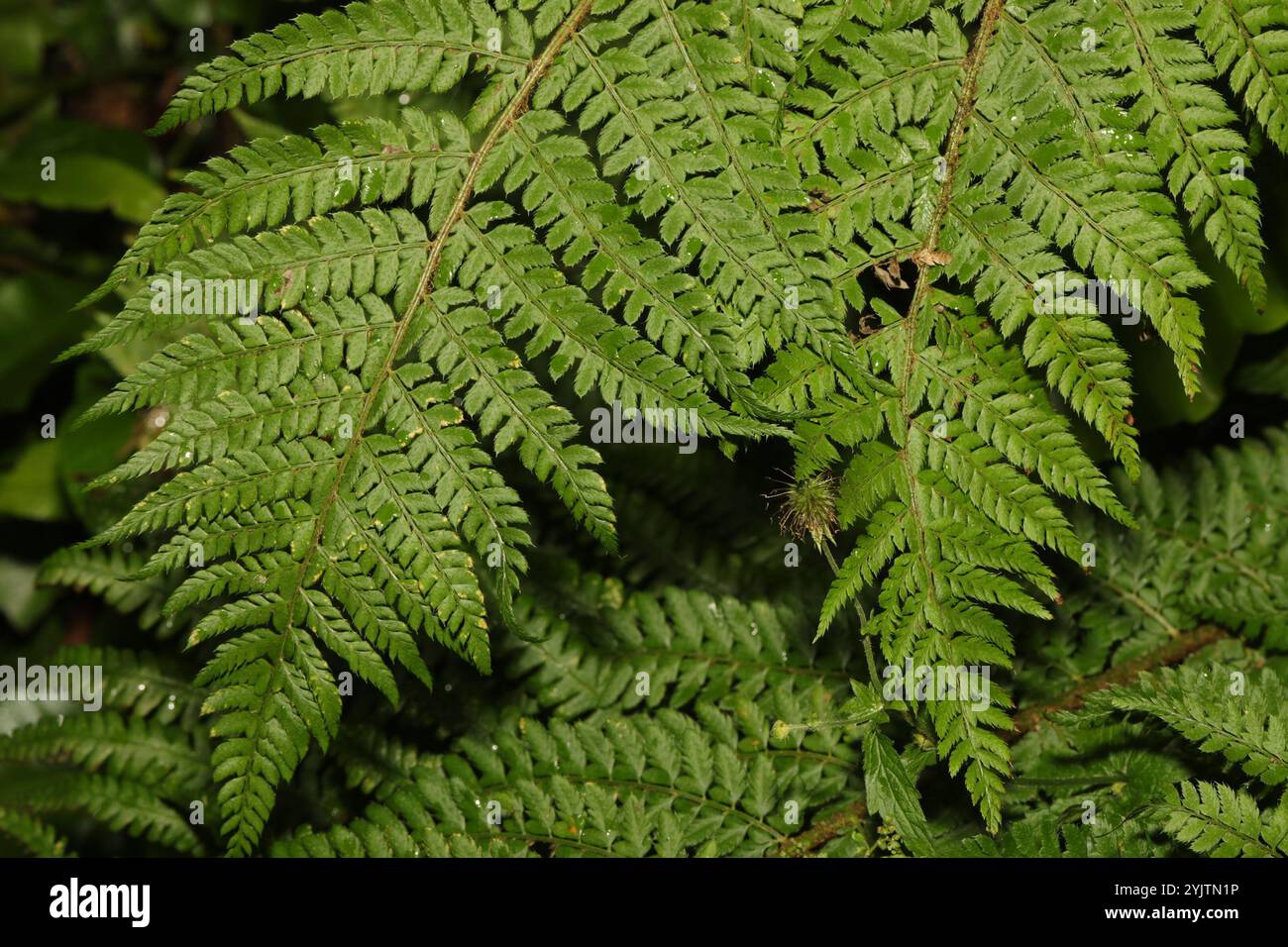 soft shield fern (Polystichum setiferum Stock Photo - Alamy