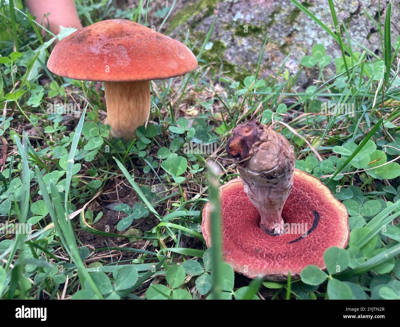 Red-mouth Bolete (Neoboletus subvelutipes Stock Photo - Alamy