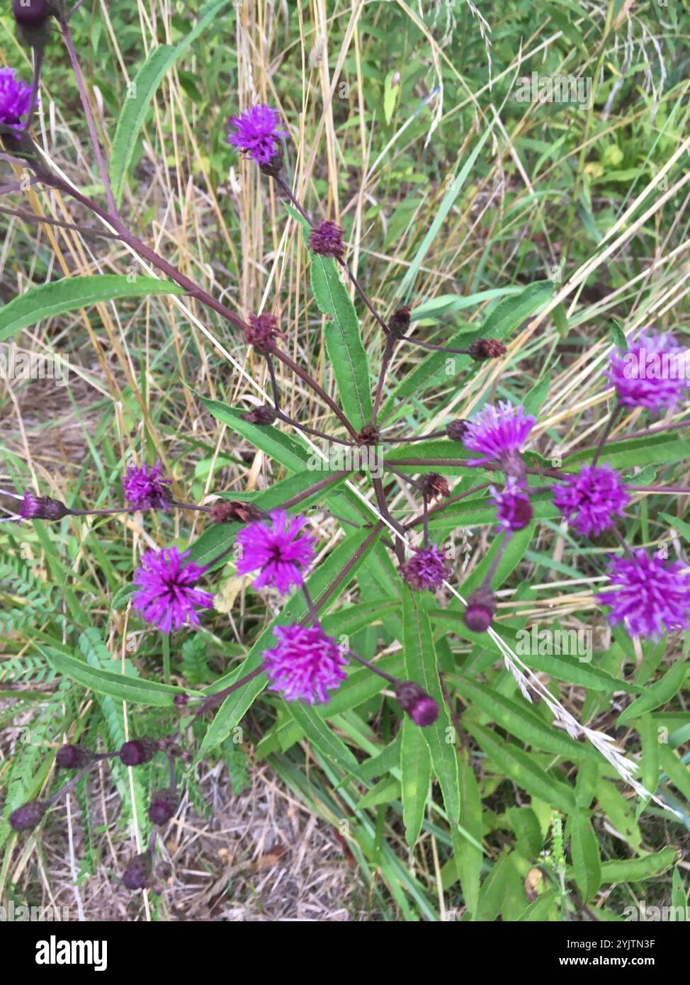 Tall Ironweed (Vernonia gigantea Stock Photo - Alamy