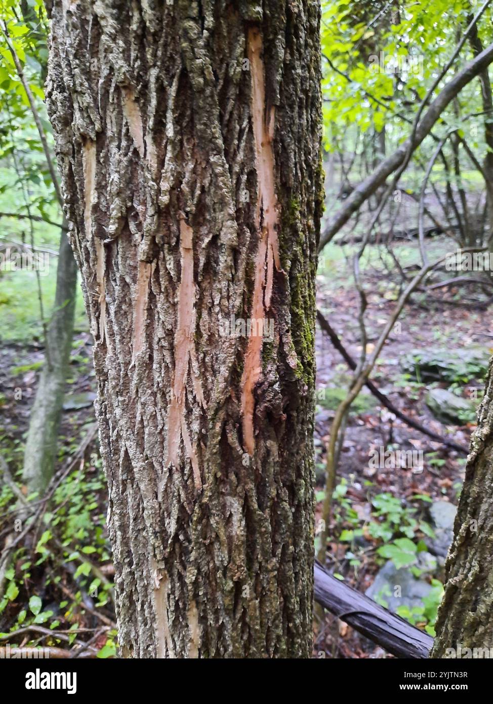 Emerald Ash Borer (Agrilus planipennis Stock Photo - Alamy