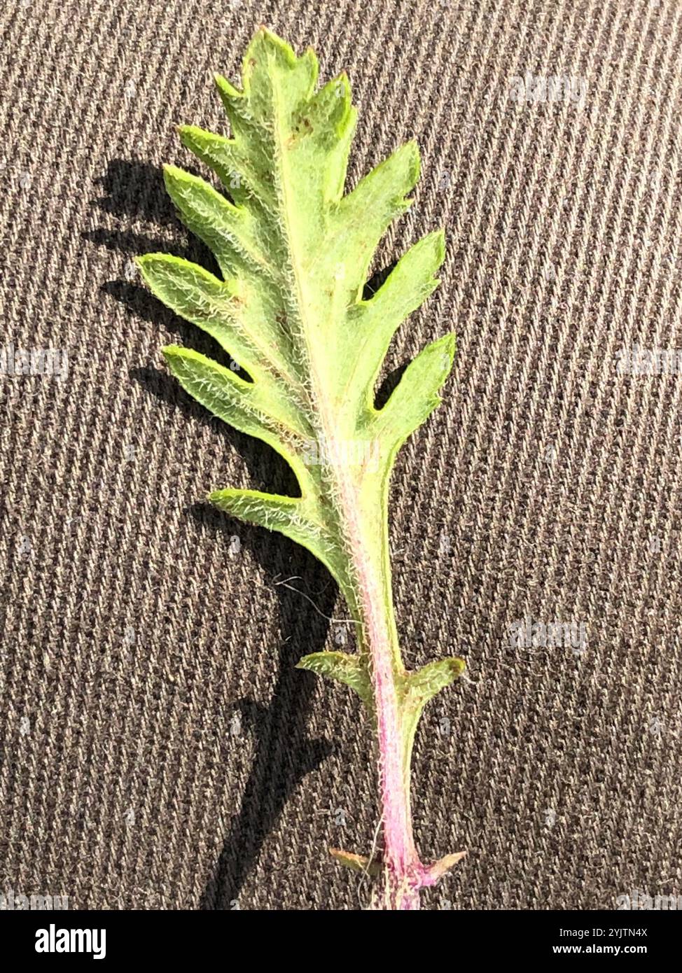 Hoary Ragwort (Jacobaea erucifolia Stock Photo - Alamy