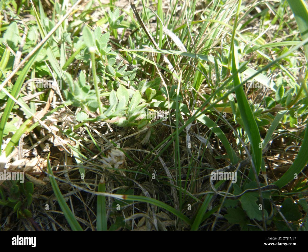 common bird's-foot trefoil (Lotus corniculatus corniculatus Stock Photo ...