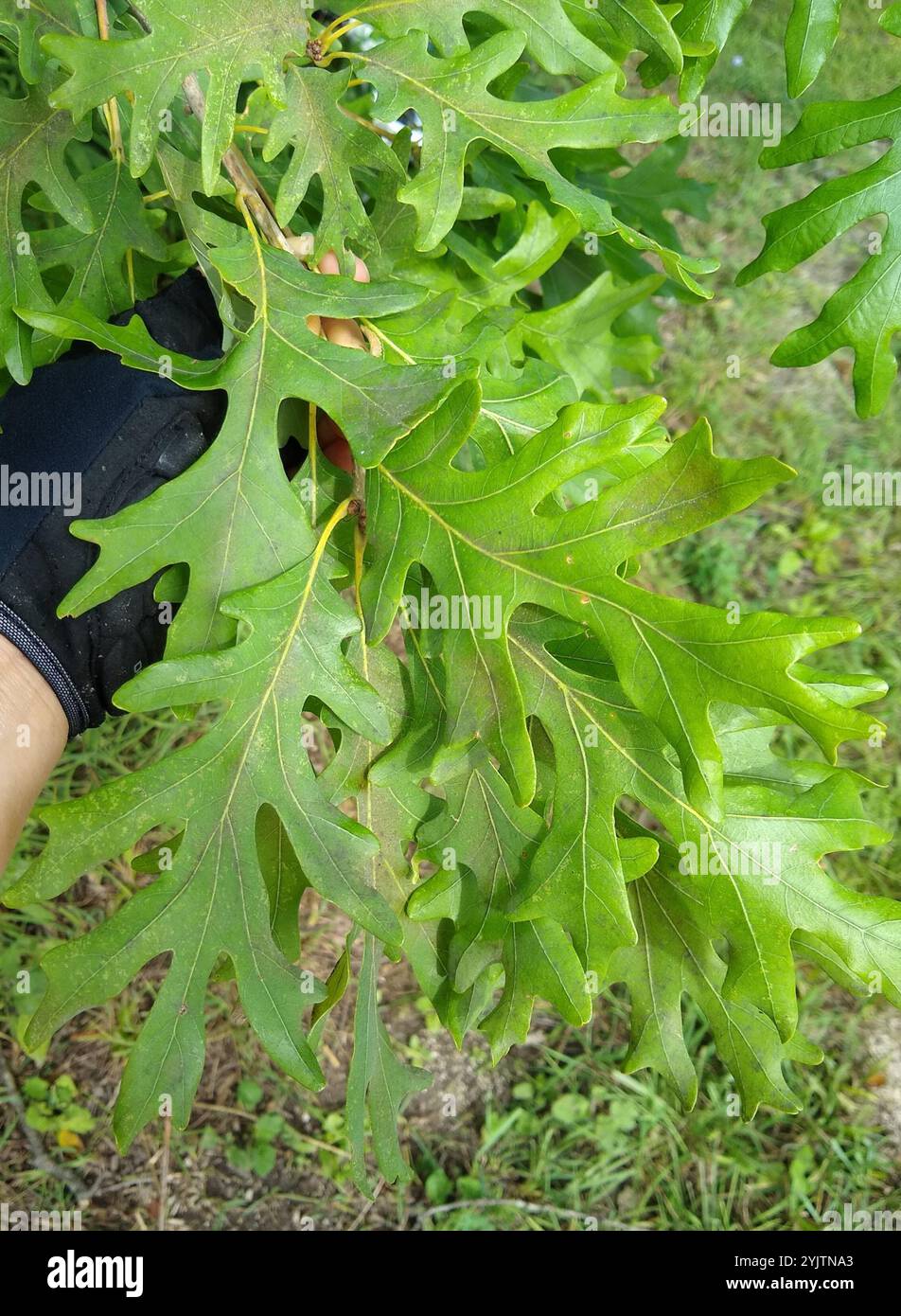 white oak (Quercus alba Stock Photo - Alamy