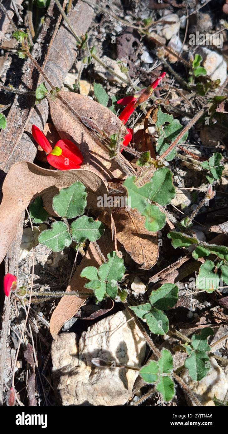 Running postman kennedia hi-res stock photography and images - Alamy