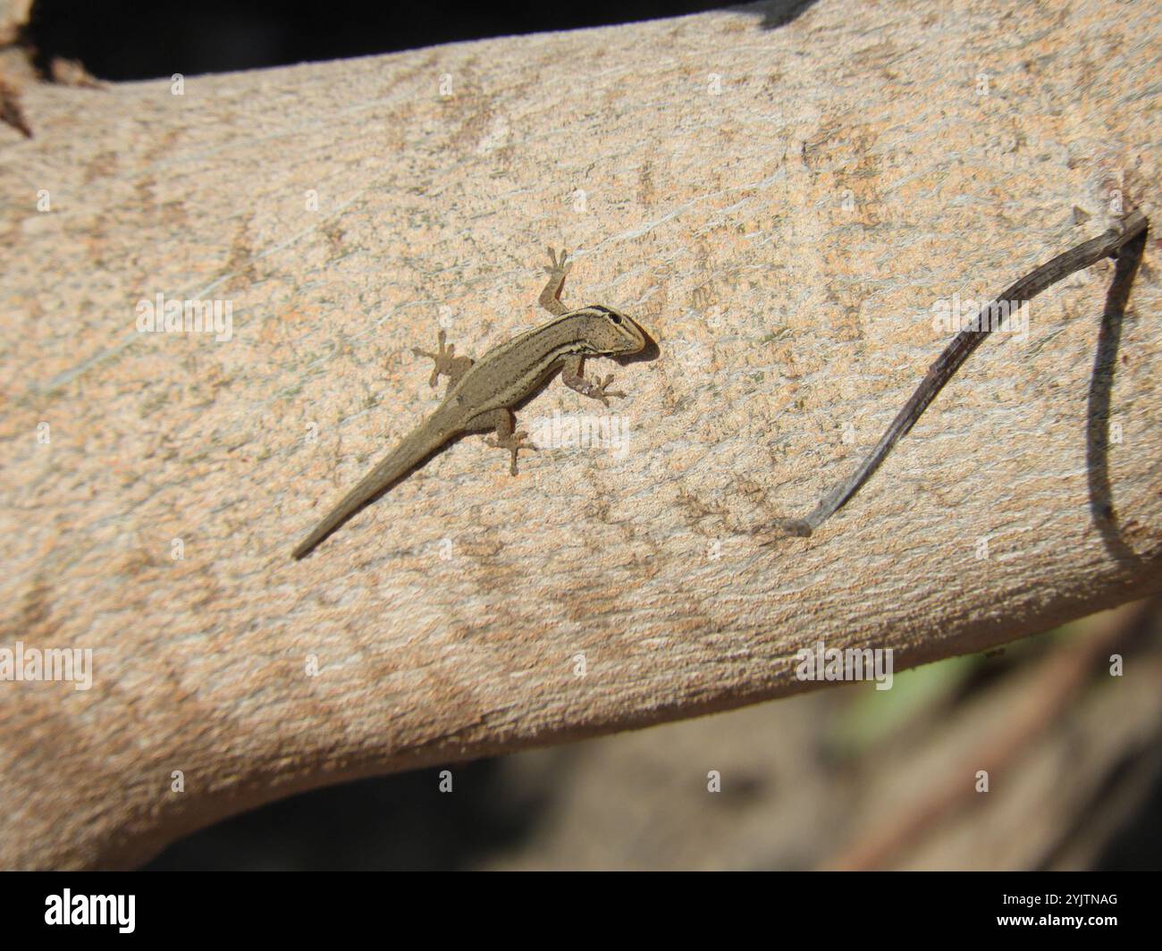 Common Dwarf Gecko (Lygodactylus capensis Stock Photo - Alamy