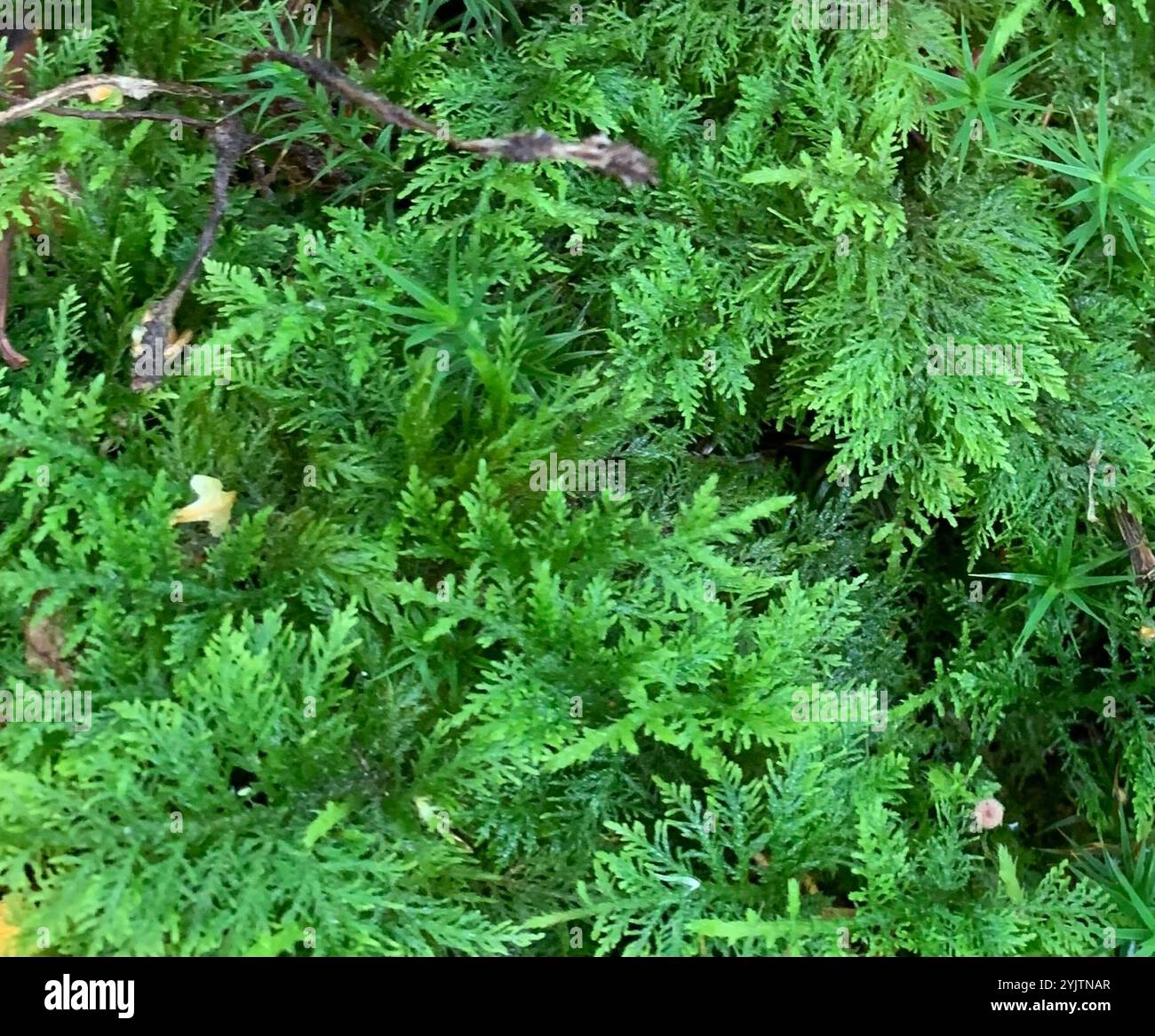 Common Tamarisk-moss (Thuidium tamariscinum Stock Photo - Alamy