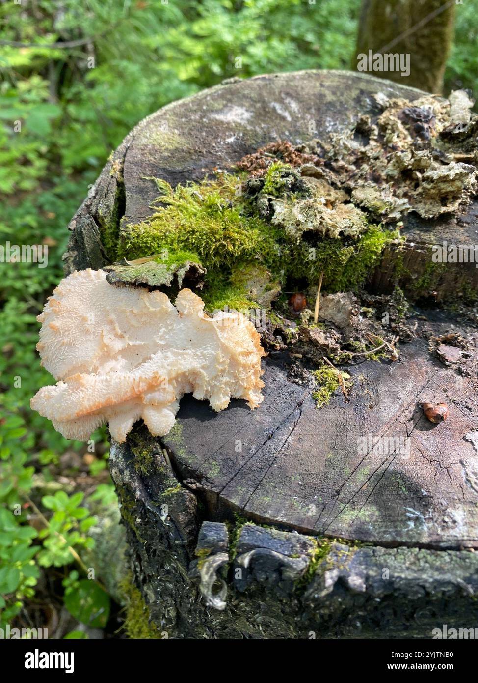 Tiered tooth fungus (Hericium cirrhatum Stock Photo - Alamy