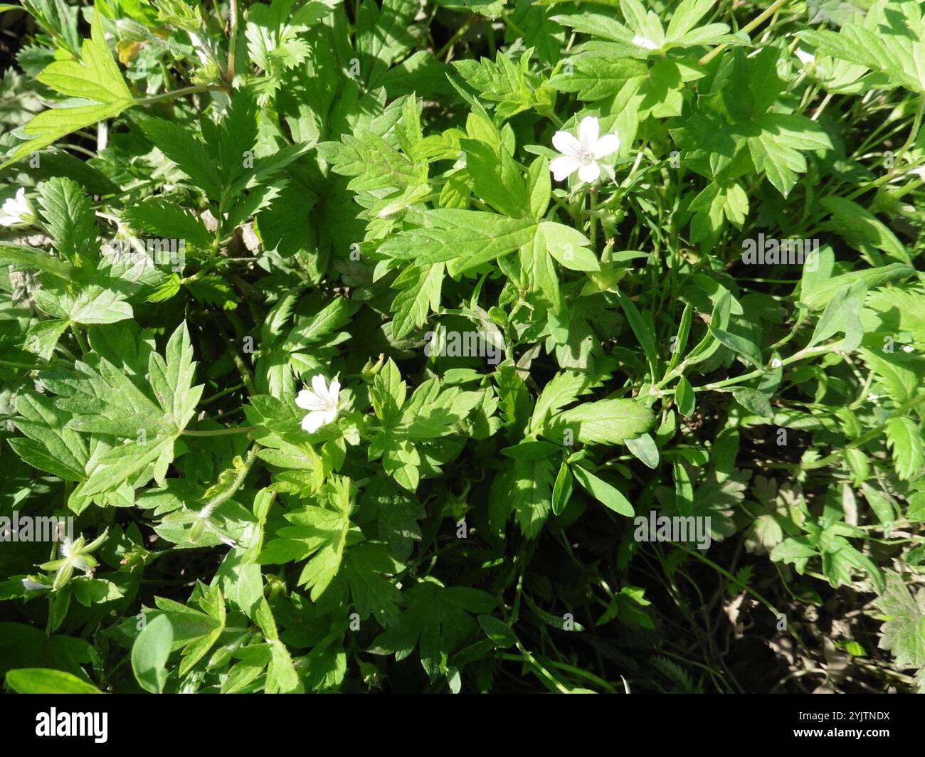 Siberian Crane's-bill (Geranium sibiricum Stock Photo - Alamy