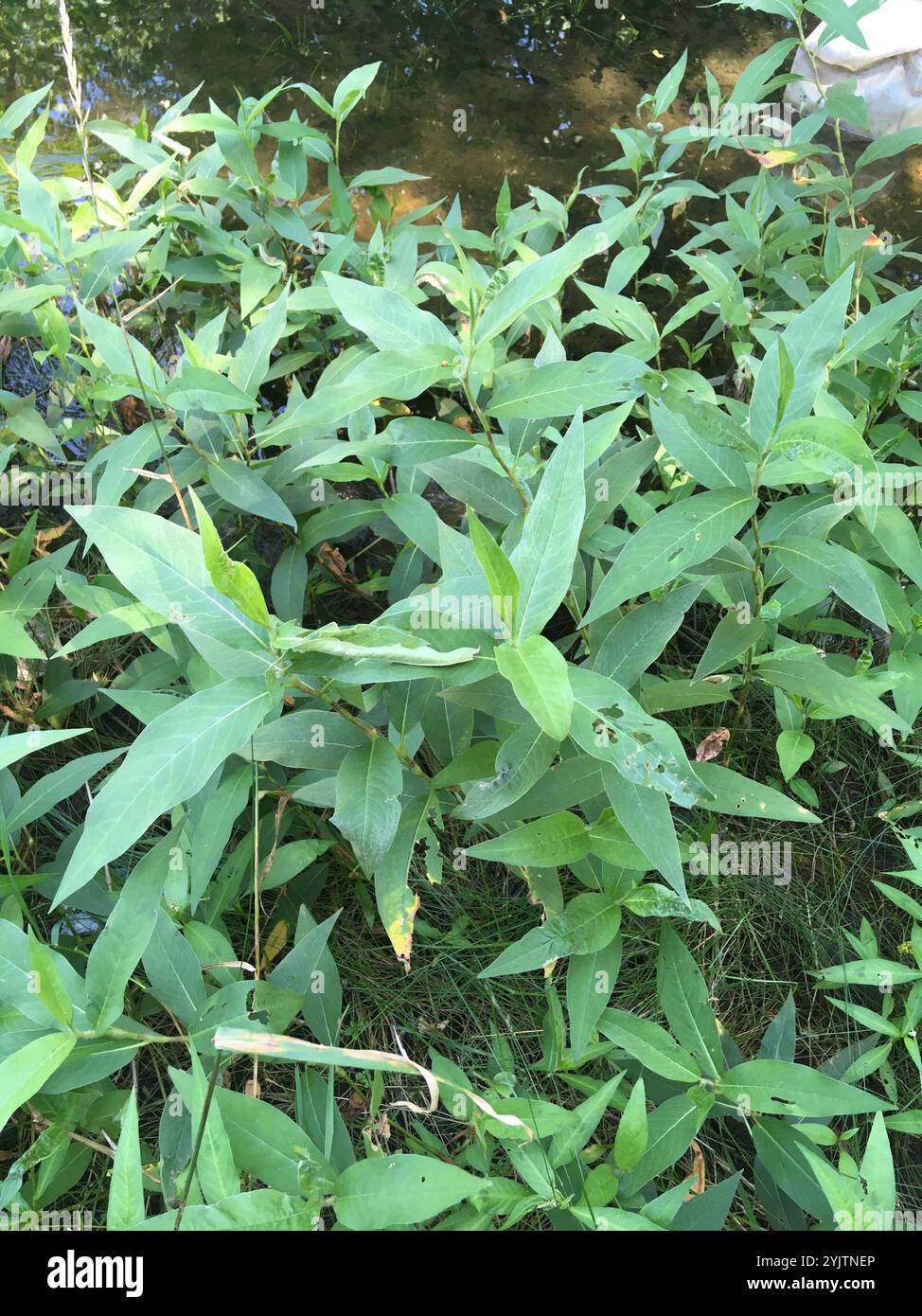 longroot smartweed (Persicaria amphibia emersa Stock Photo - Alamy