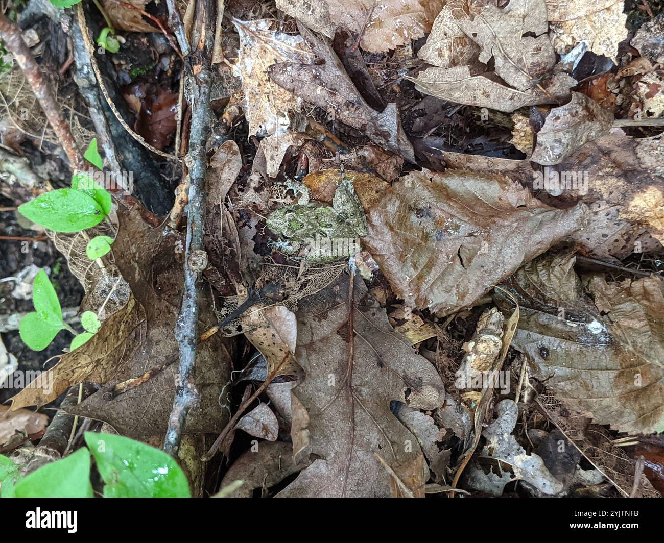 Northern Cricket Frog (Acris crepitans Stock Photo - Alamy