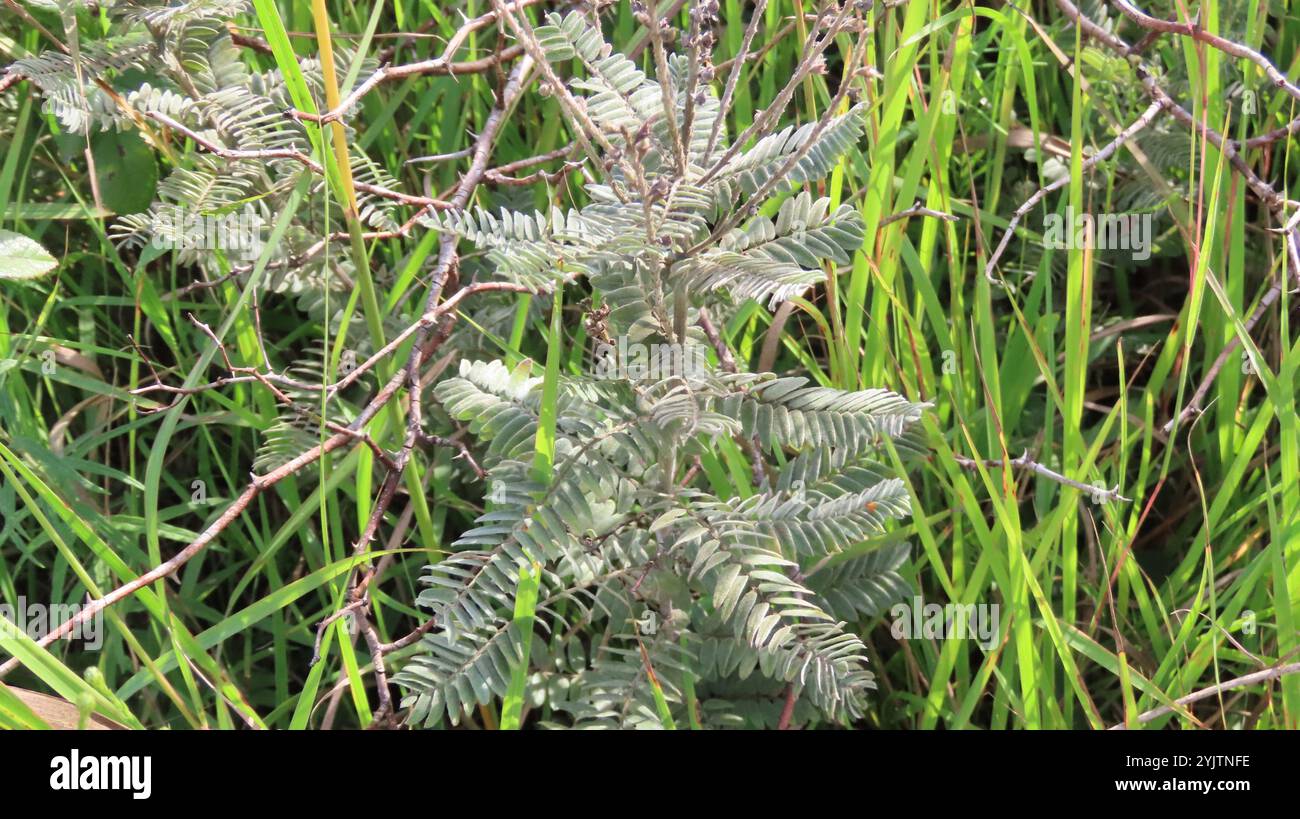 leadplant (Amorpha canescens Stock Photo - Alamy