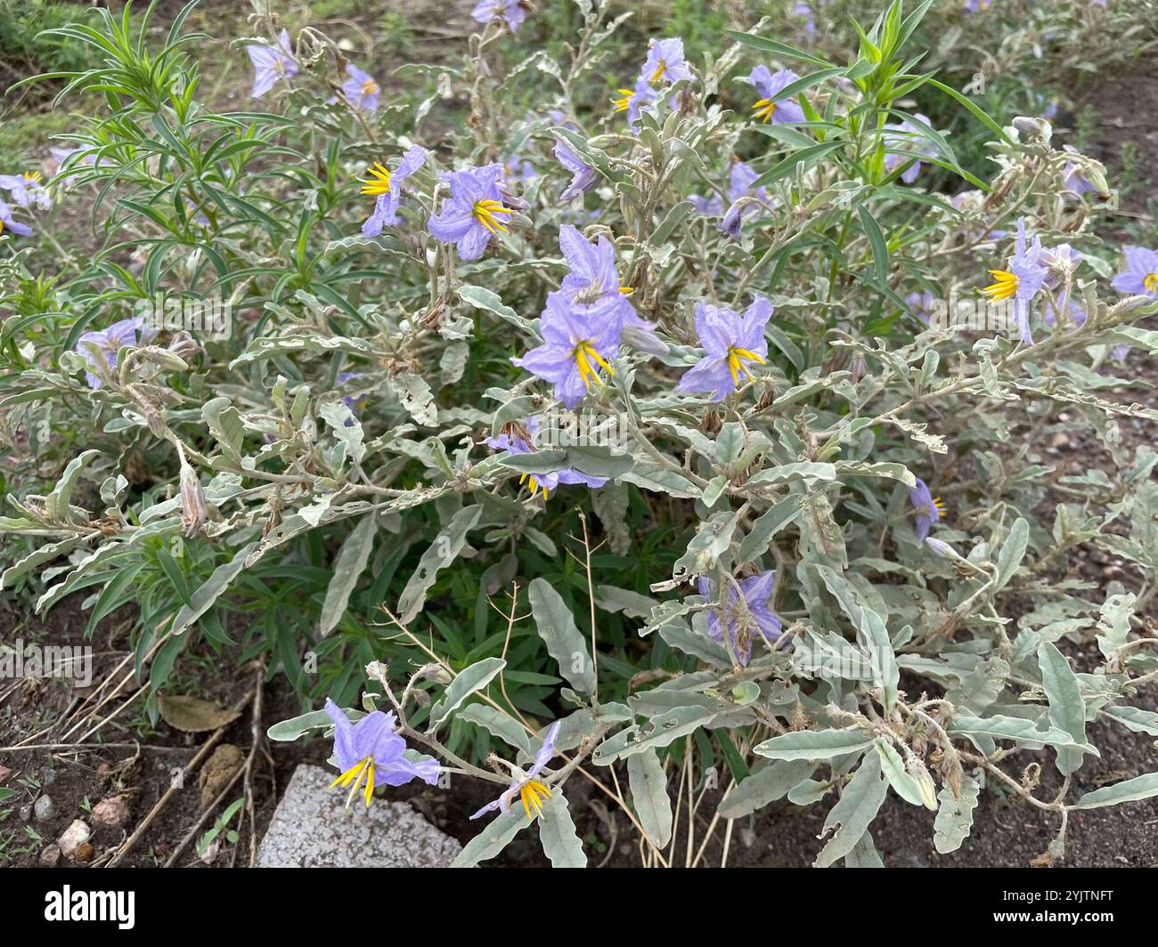 silverleaf nightshade (Solanum elaeagnifolium Stock Photo - Alamy