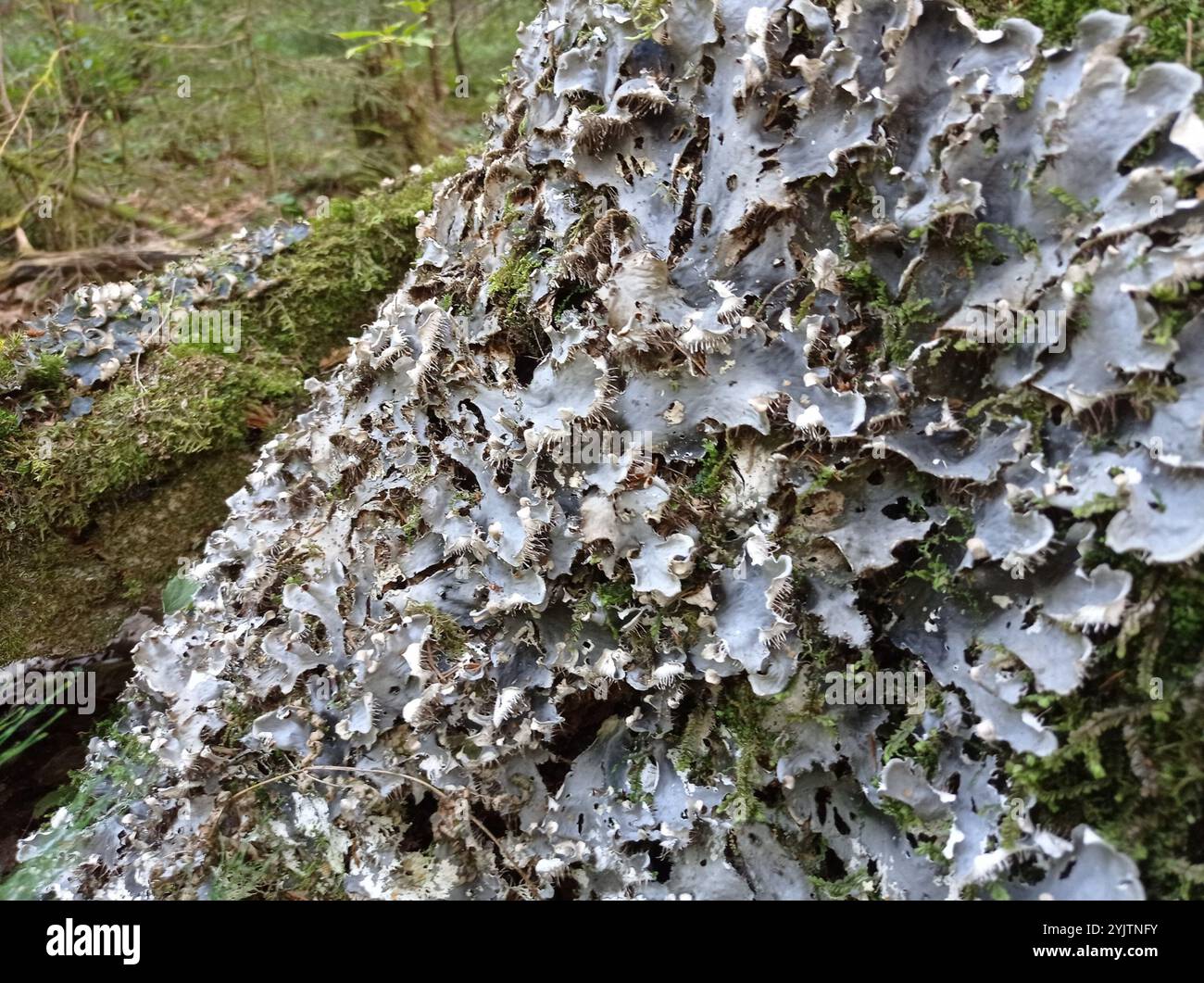 scaly pelt lichen (Peltigera praetextata Stock Photo - Alamy