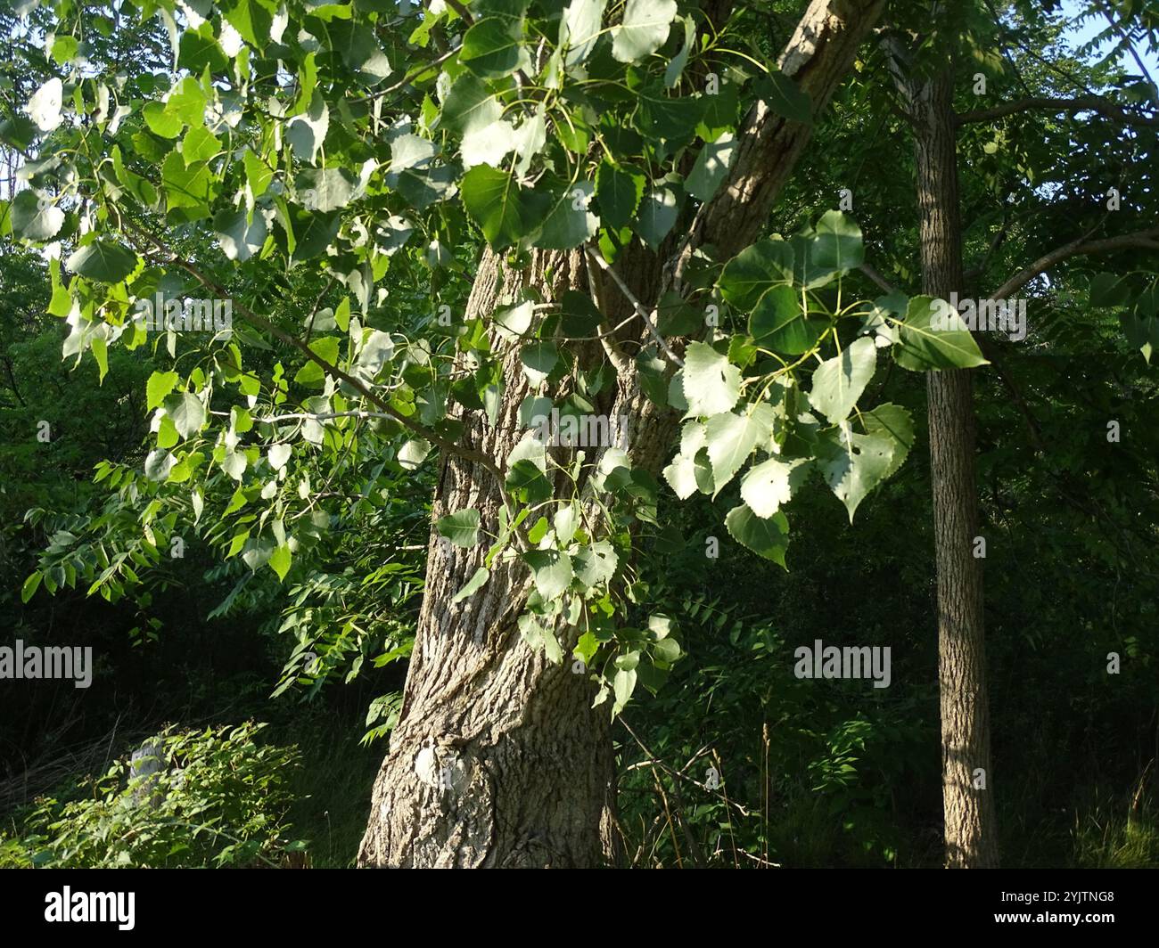 Eastern Cottonwood (Populus deltoides Stock Photo - Alamy