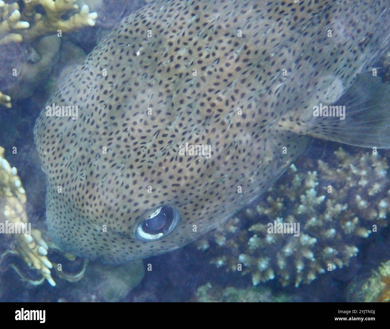 Spotted Porcupinefish (Diodon hystrix Stock Photo - Alamy