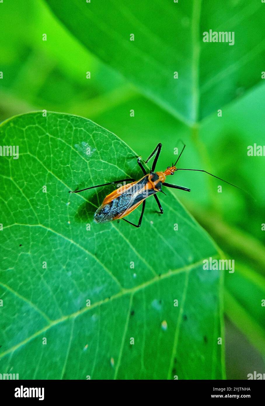 Red Bull Assassin Bug (Repipta taurus Stock Photo - Alamy