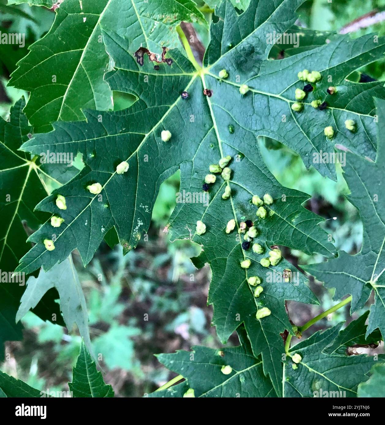 Maple Bladdergall Mite (Vasates quadripedes Stock Photo - Alamy
