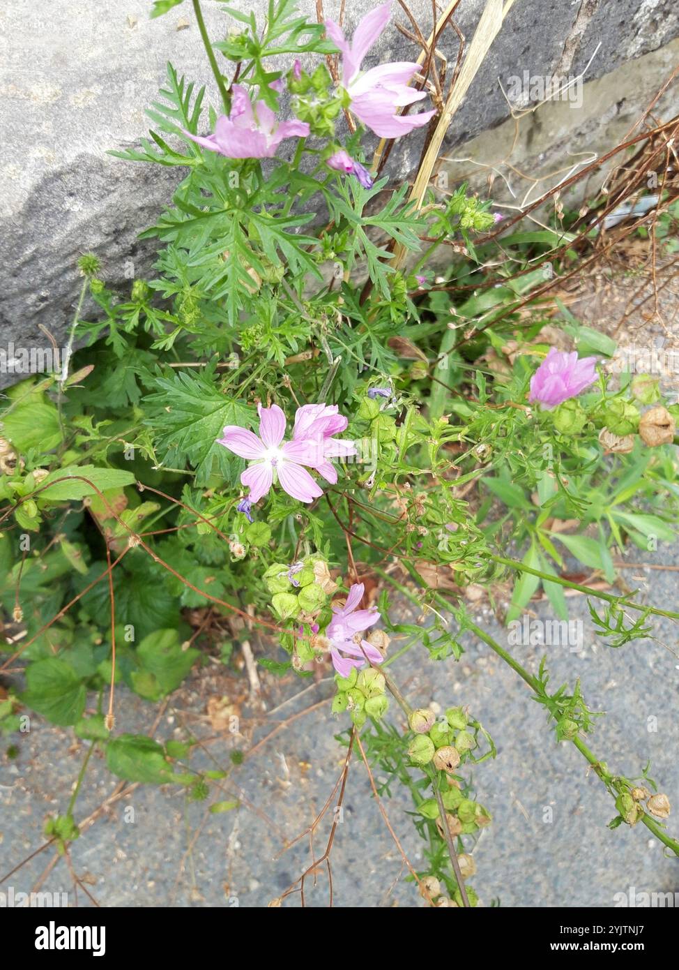 musk mallow (Malva moschata Stock Photo - Alamy
