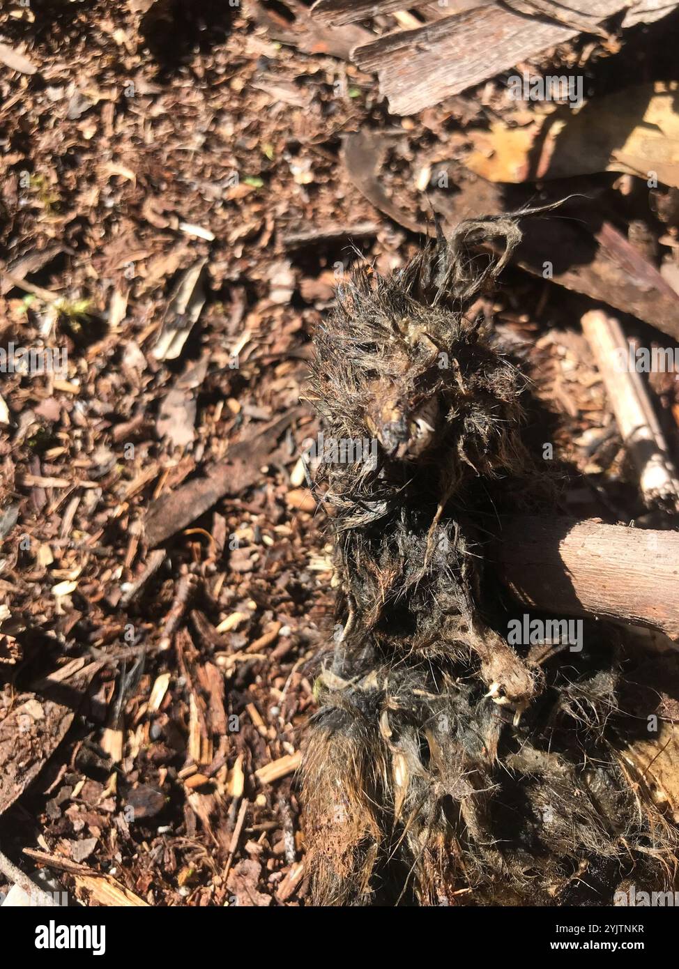 Swamp Antechinus (Antechinus minimus Stock Photo - Alamy