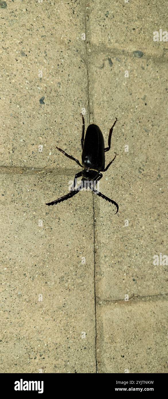 California Root Borer (Prionus californicus Stock Photo - Alamy