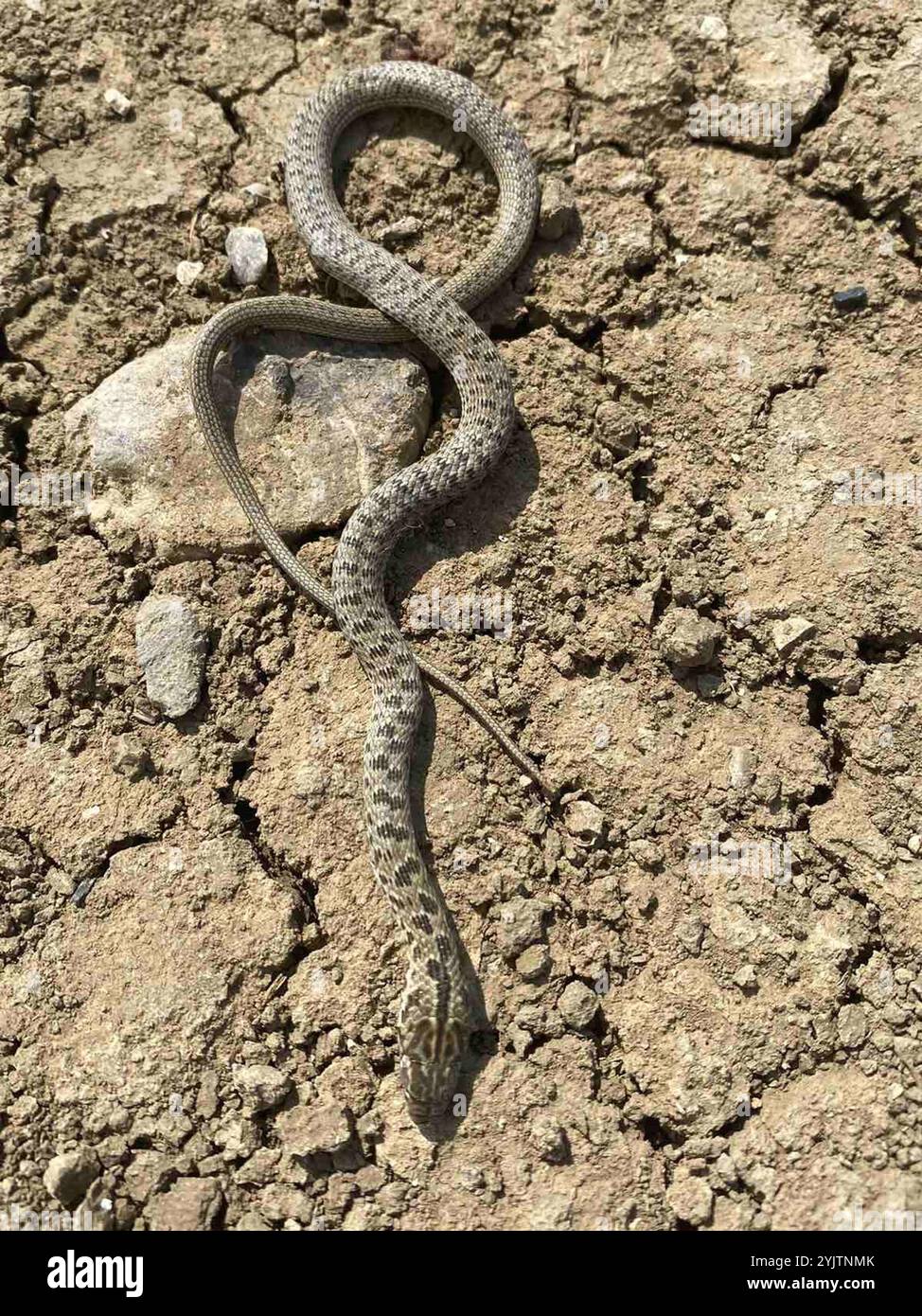Caspian Whipsnake (Dolichophis caspius Stock Photo - Alamy