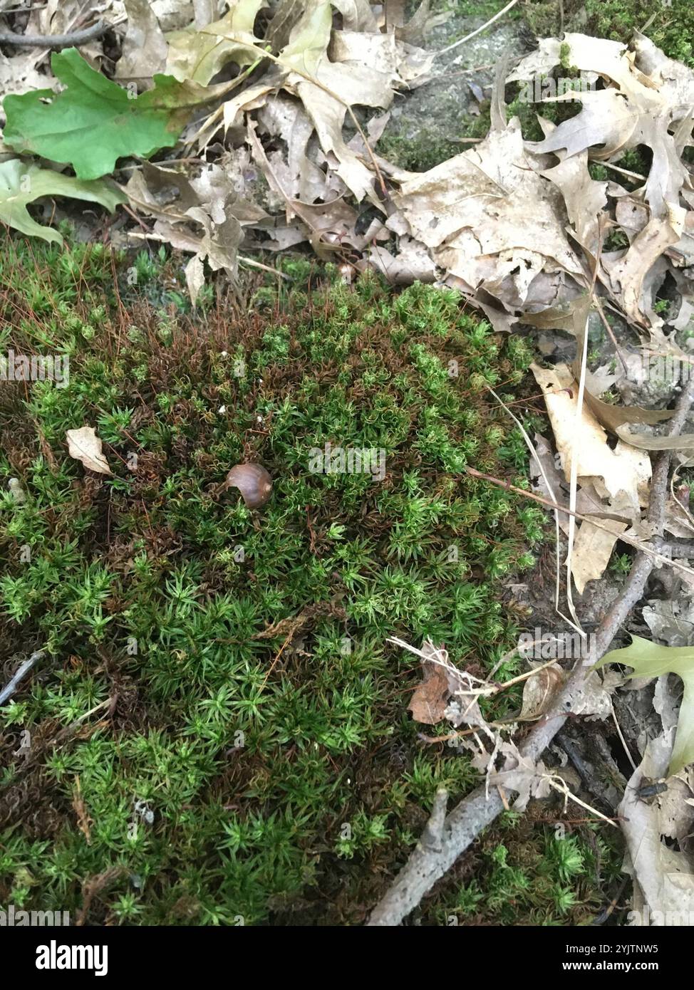 lesser smoothcap (Atrichum angustatum Stock Photo - Alamy