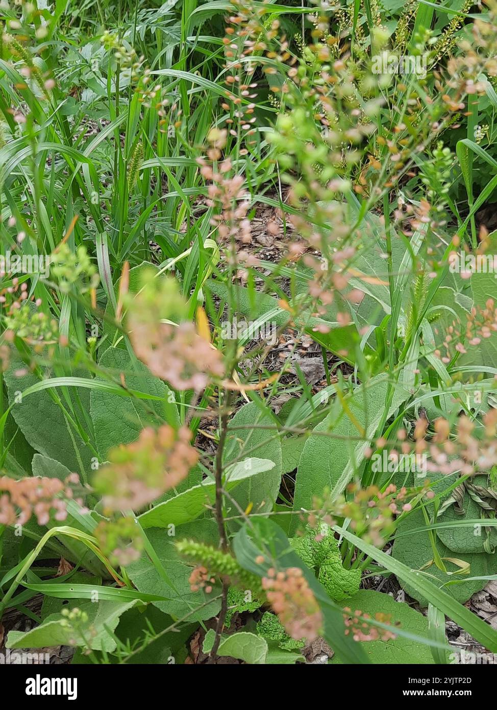 Virginia pepperweed (Lepidium virginicum Stock Photo - Alamy