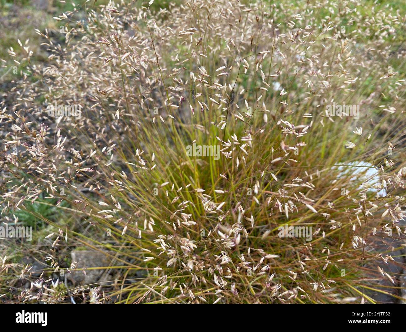 wavy hair-grass (Avenella flexuosa Stock Photo - Alamy