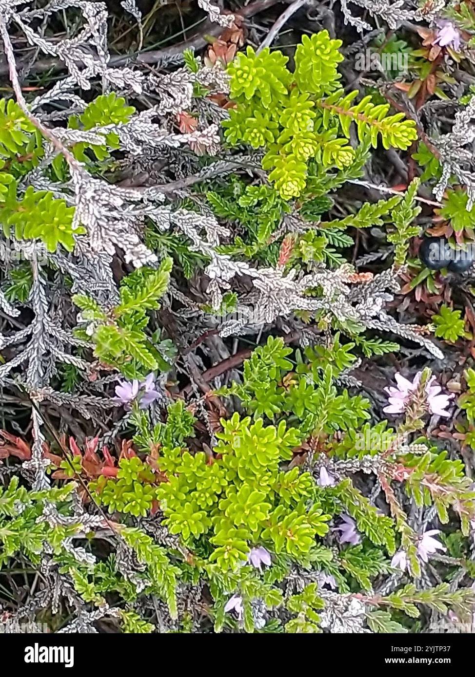 black crowberry (Empetrum nigrum Stock Photo - Alamy
