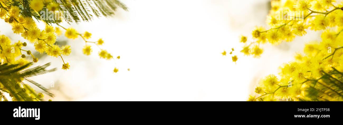 Acacia wattle tree on white background Stock Photo - Alamy