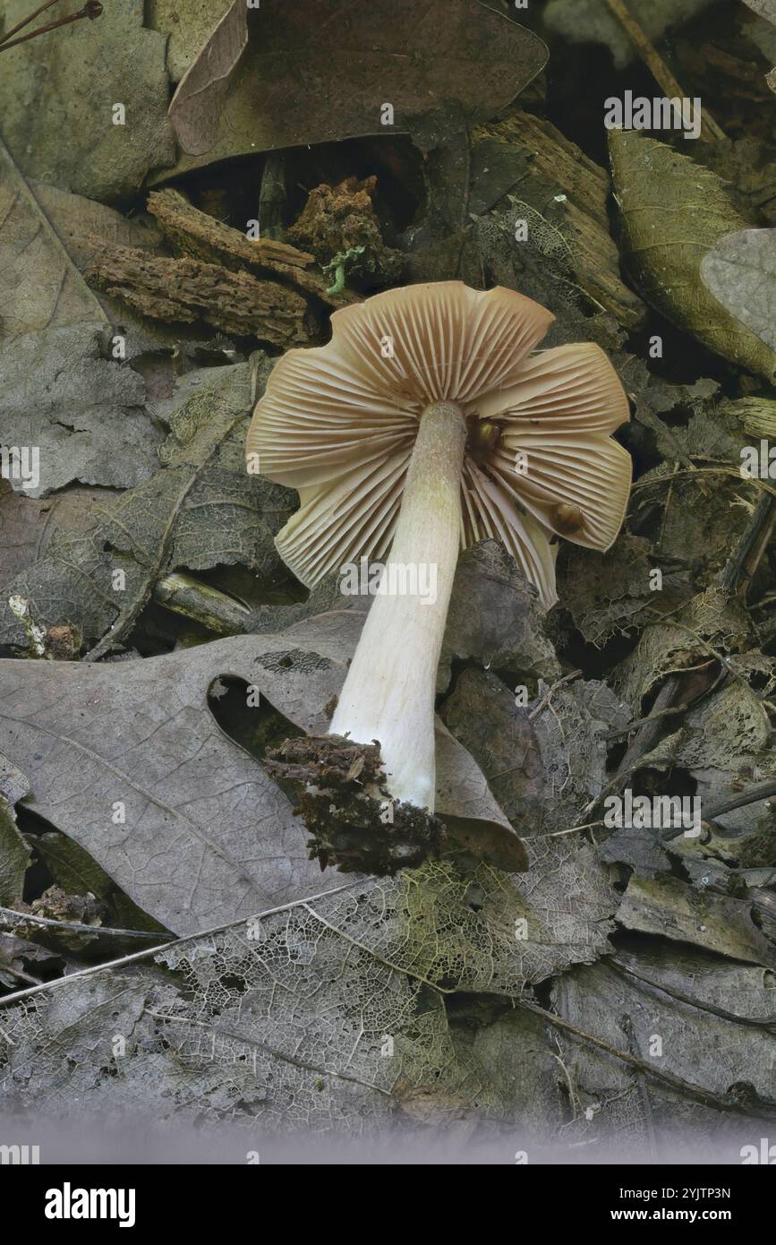 Straight-stalked Entoloma (Entoloma strictius Stock Photo - Alamy