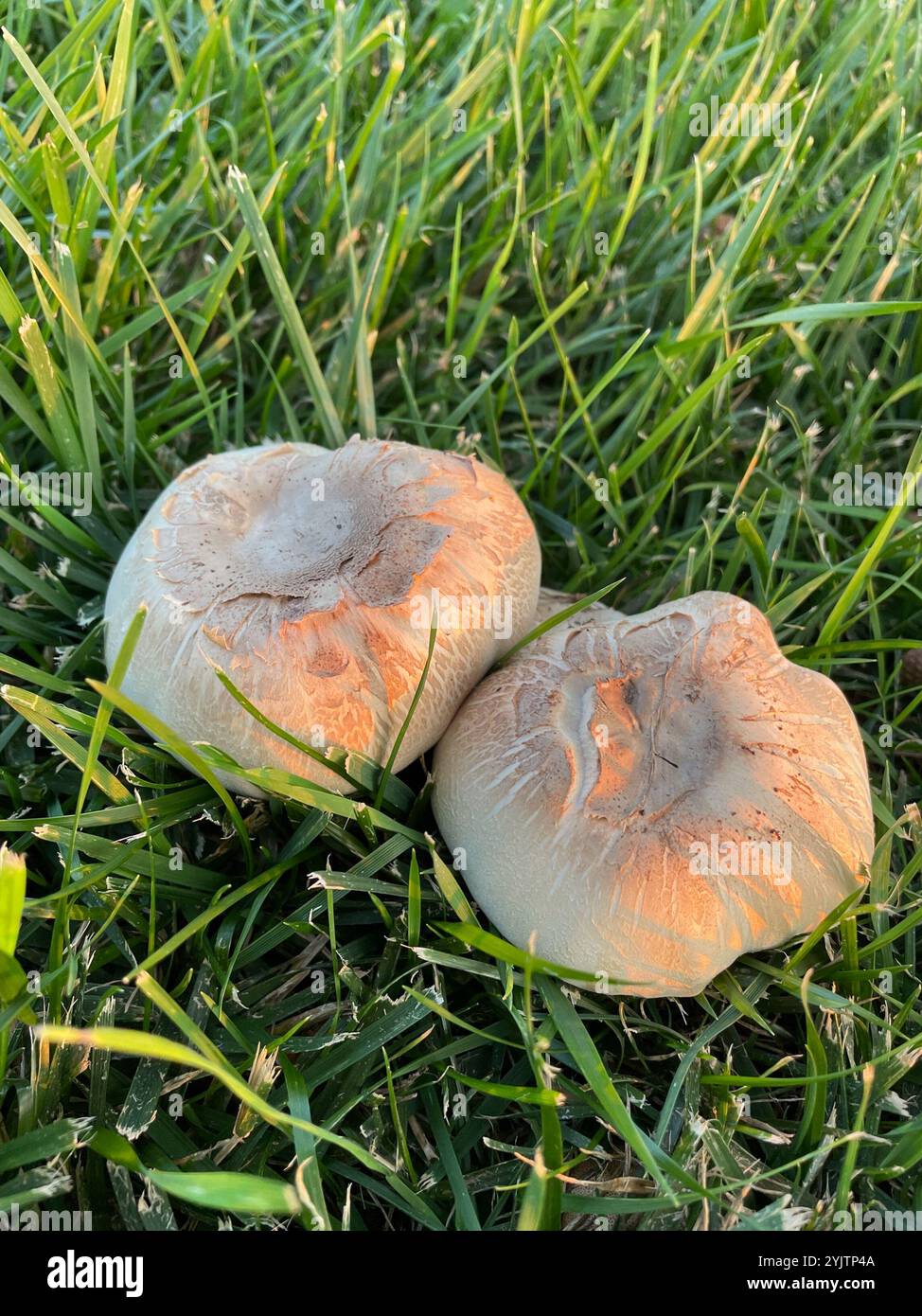 Yellow Stainer (Agaricus xanthodermus Stock Photo - Alamy
