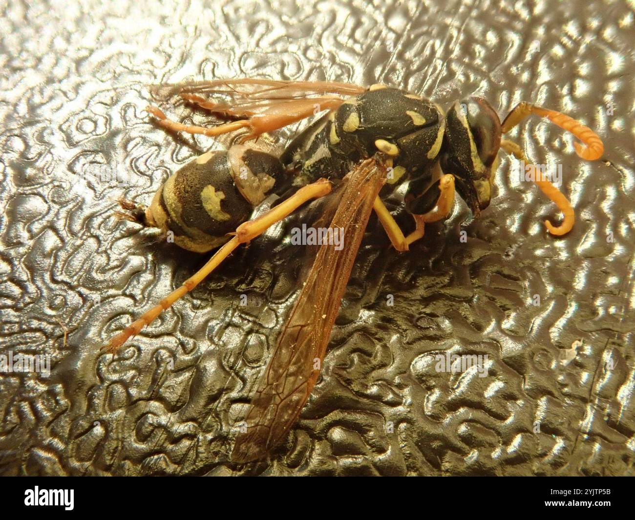 European Paper Wasp (Polistes dominula Stock Photo - Alamy