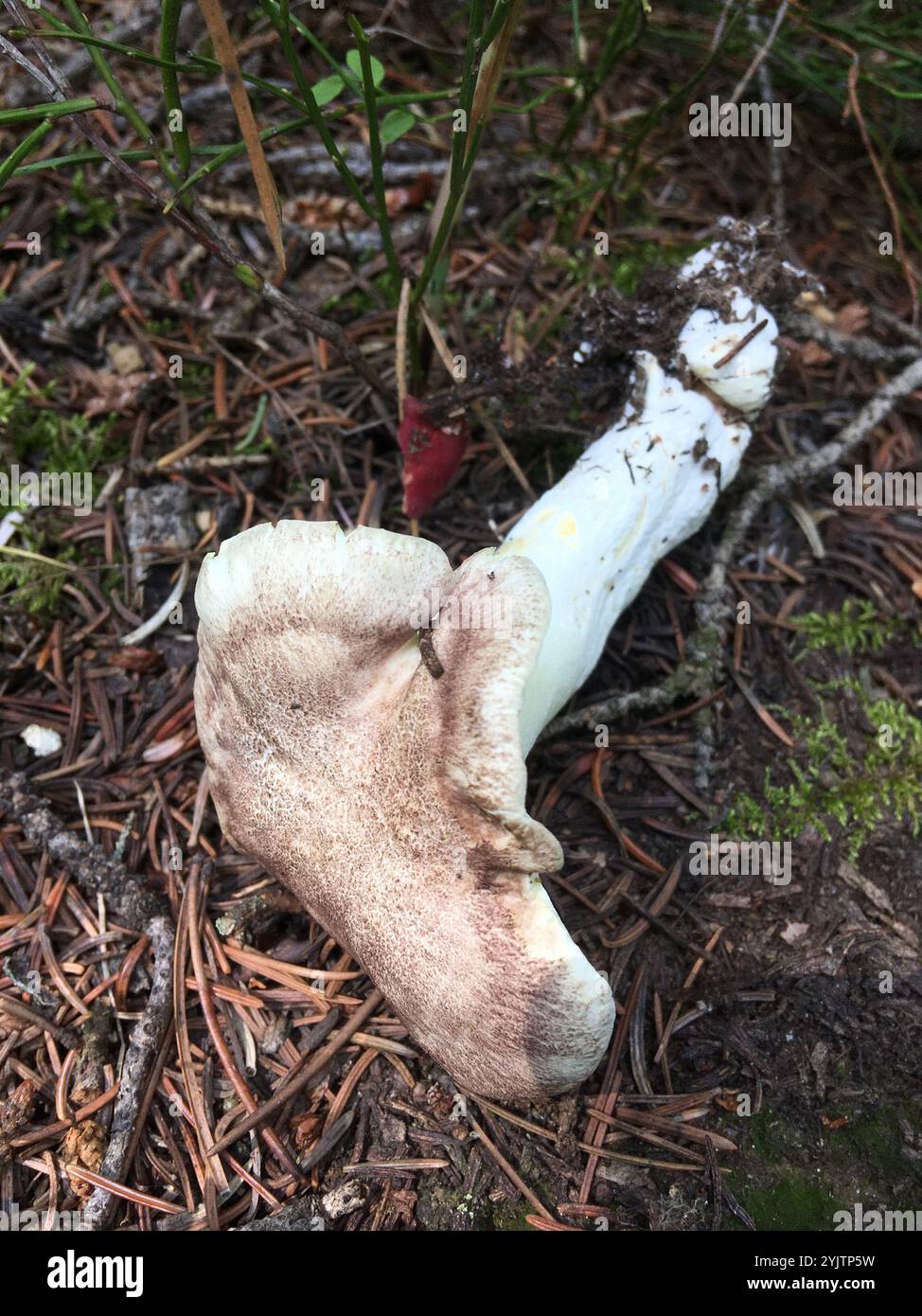 Sheep Polypore (Albatrellus ovinus Stock Photo - Alamy