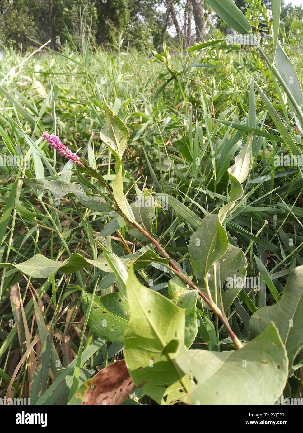 longroot smartweed (Persicaria amphibia emersa Stock Photo - Alamy
