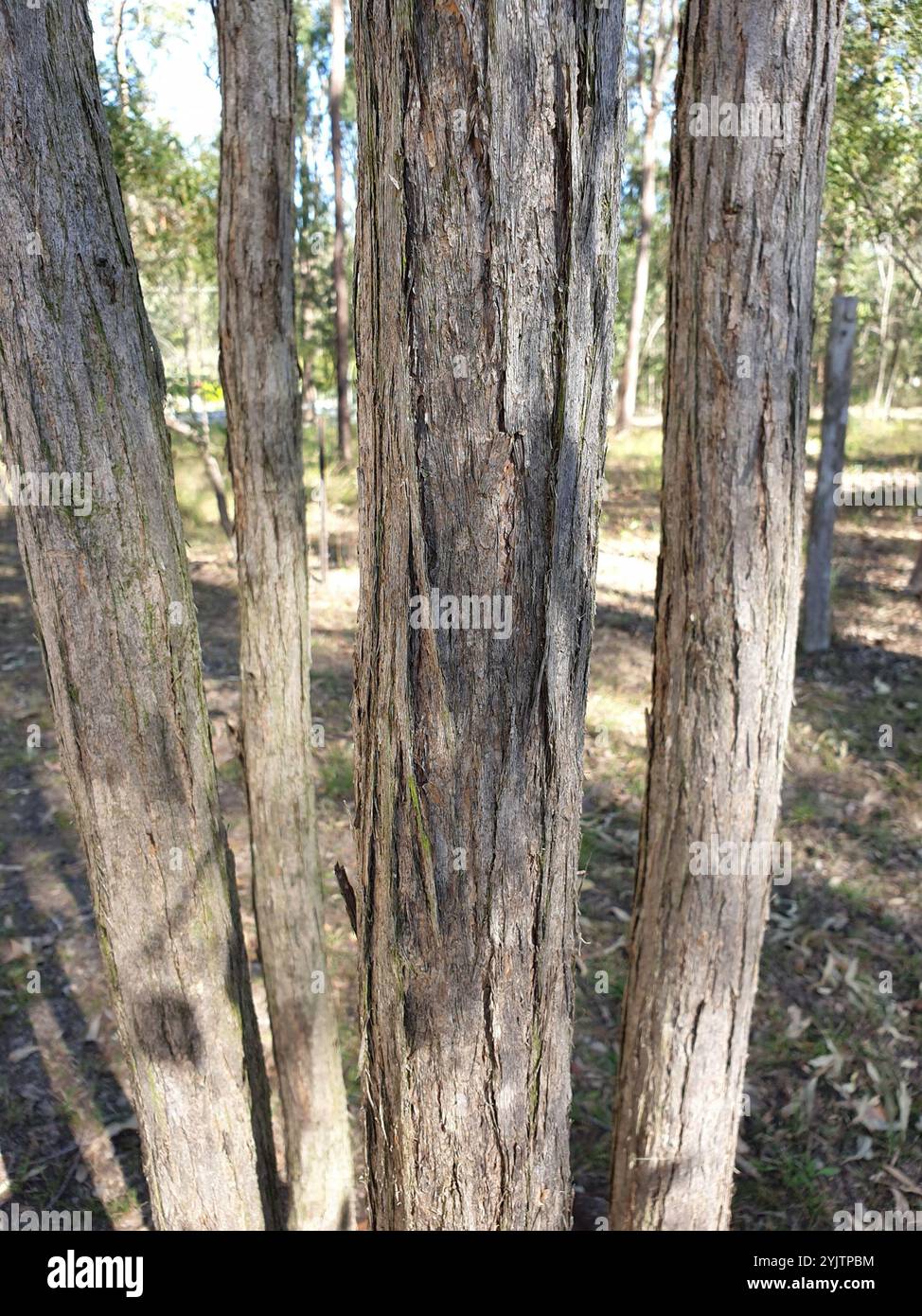 swamp box (Lophostemon suaveolens Stock Photo - Alamy