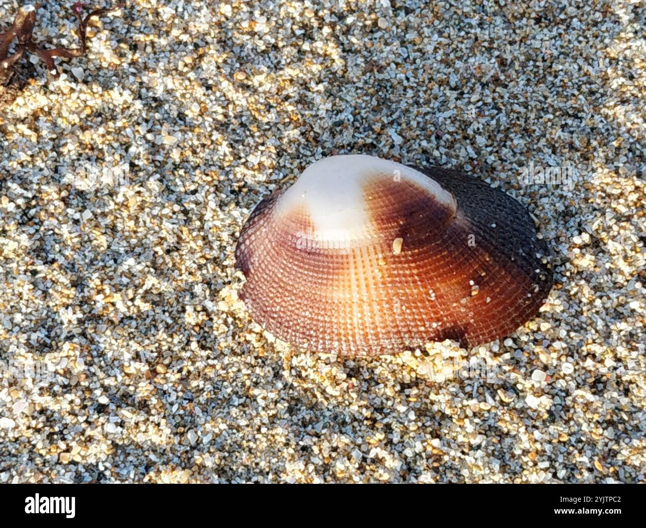 Barbatia hi-res stock photography and images - Alamy
