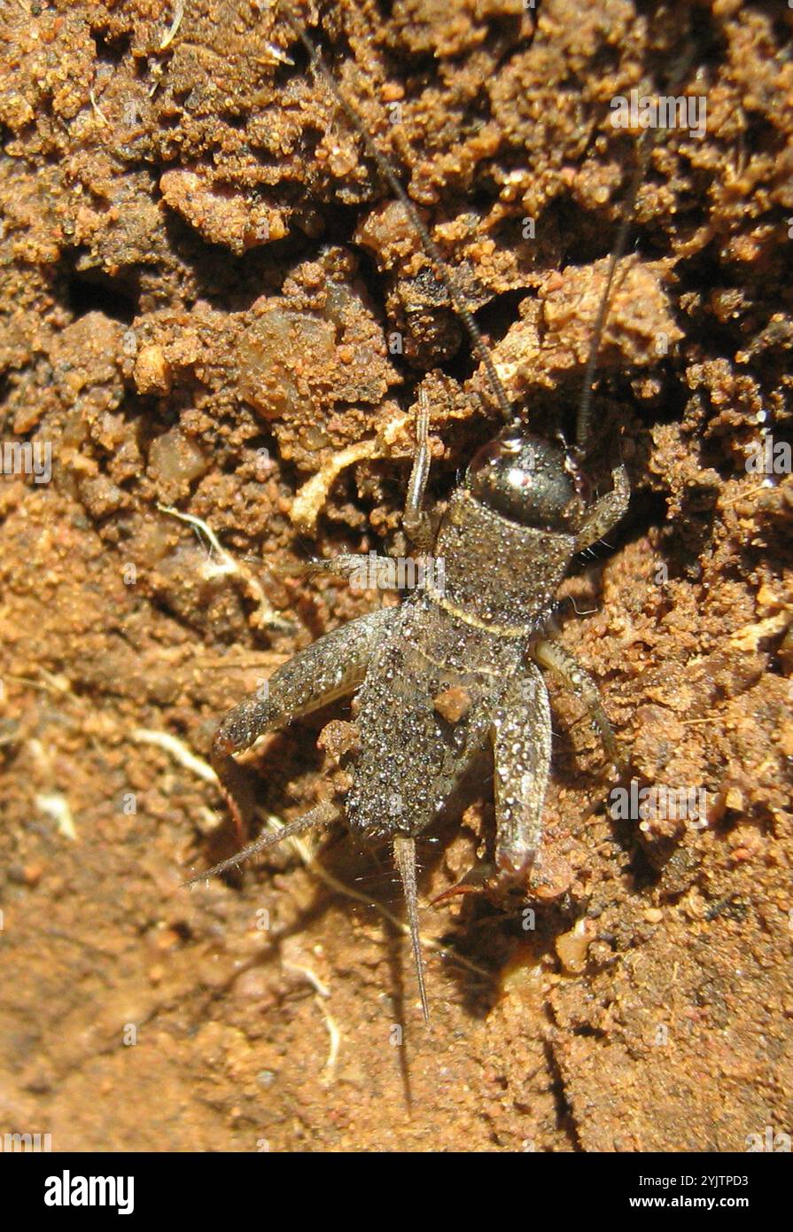 True Crickets (Gryllidae Stock Photo - Alamy