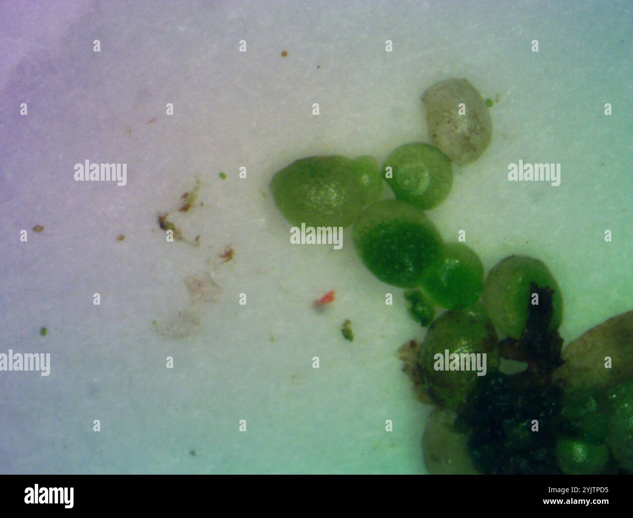 Columbian Watermeal (Wolffia columbiana Stock Photo - Alamy