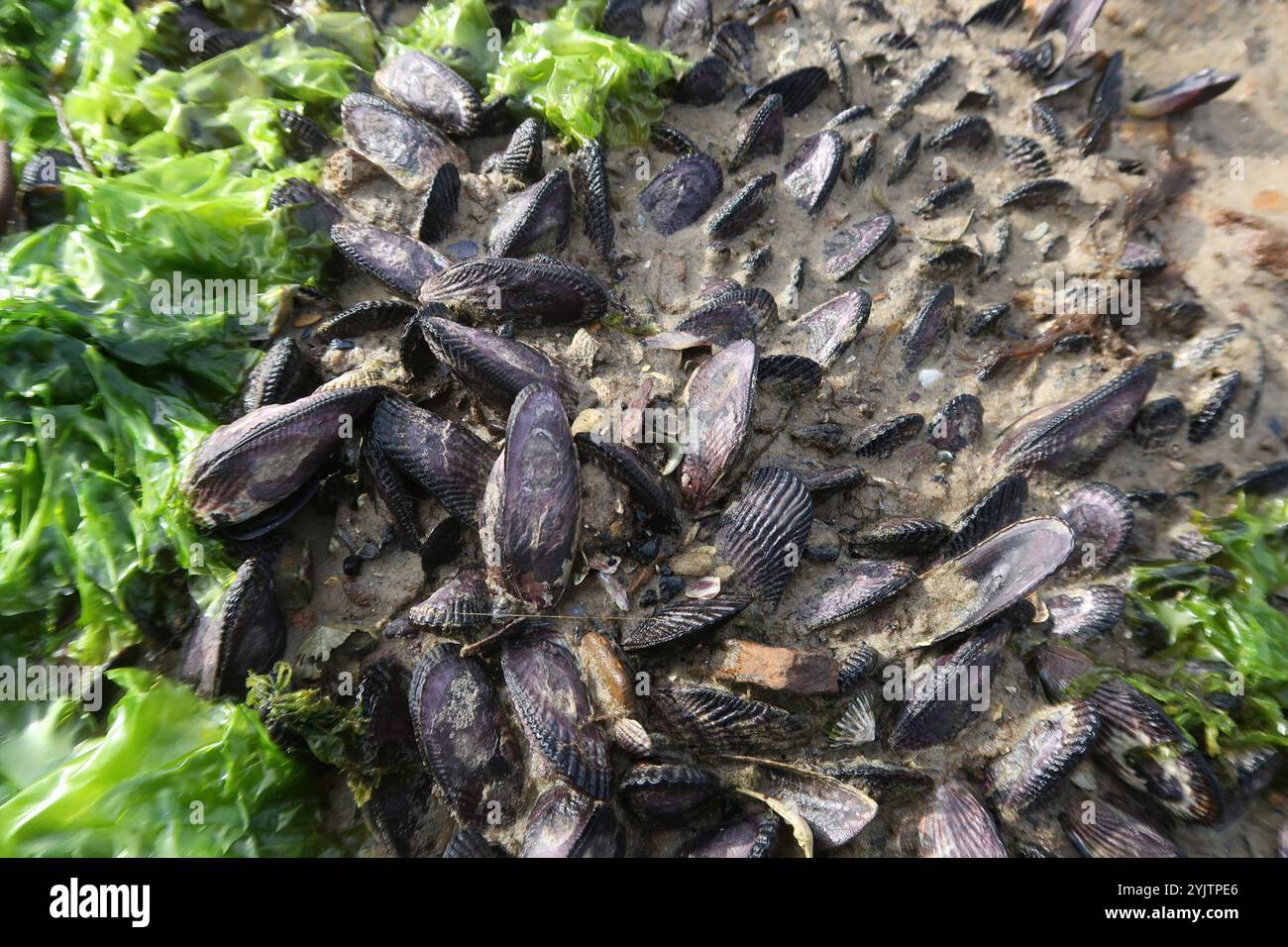 Rough Beaked Mussel (Brachidontes erosus Stock Photo - Alamy