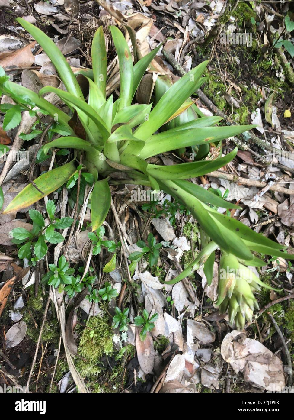Tillandsia biflora hi-res stock photography and images - Alamy