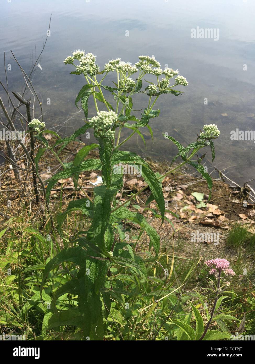 common boneset (Eupatorium perfoliatum Stock Photo - Alamy