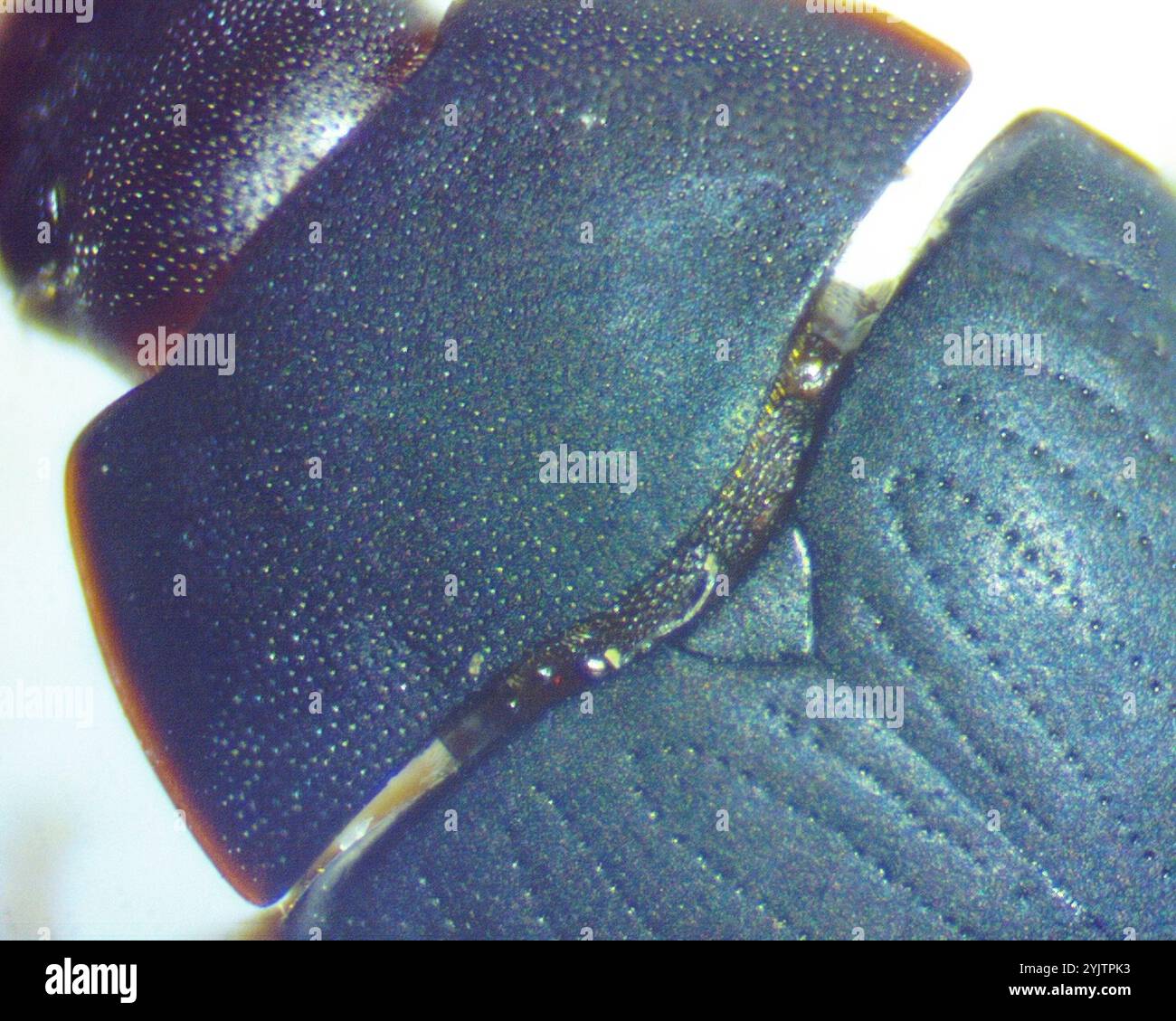 Red-horned Darkling Beetle (Platydema ruficornis Stock Photo - Alamy