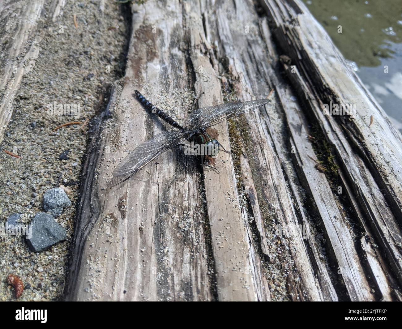 Lake Darner (Aeshna eremita Stock Photo - Alamy