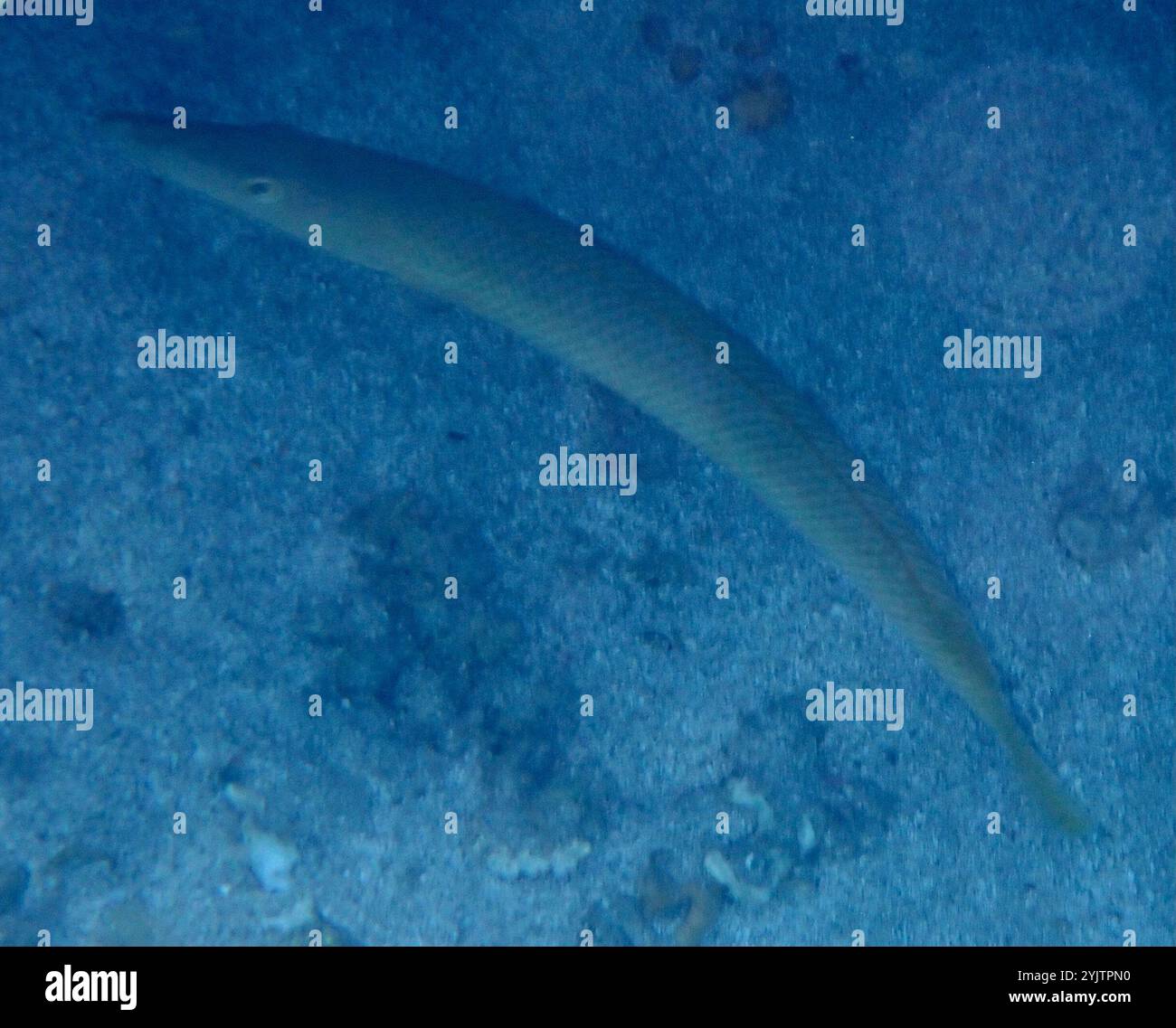 Cigar Wrasse (Cheilio inermis Stock Photo - Alamy