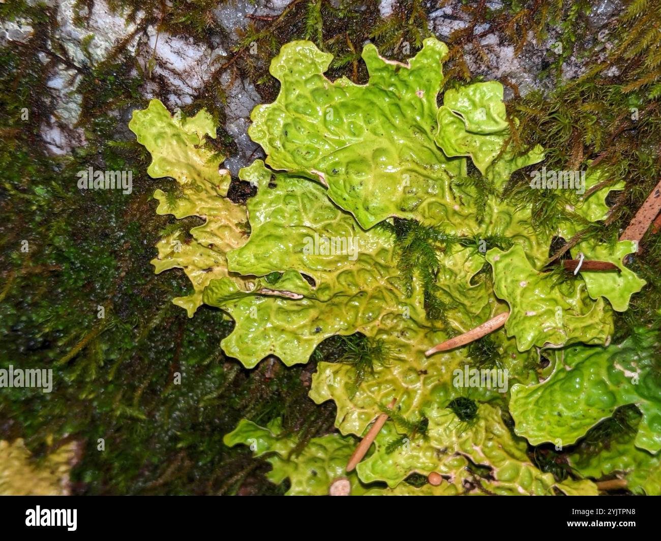 Tree Lungwort (Lobaria pulmonaria Stock Photo - Alamy