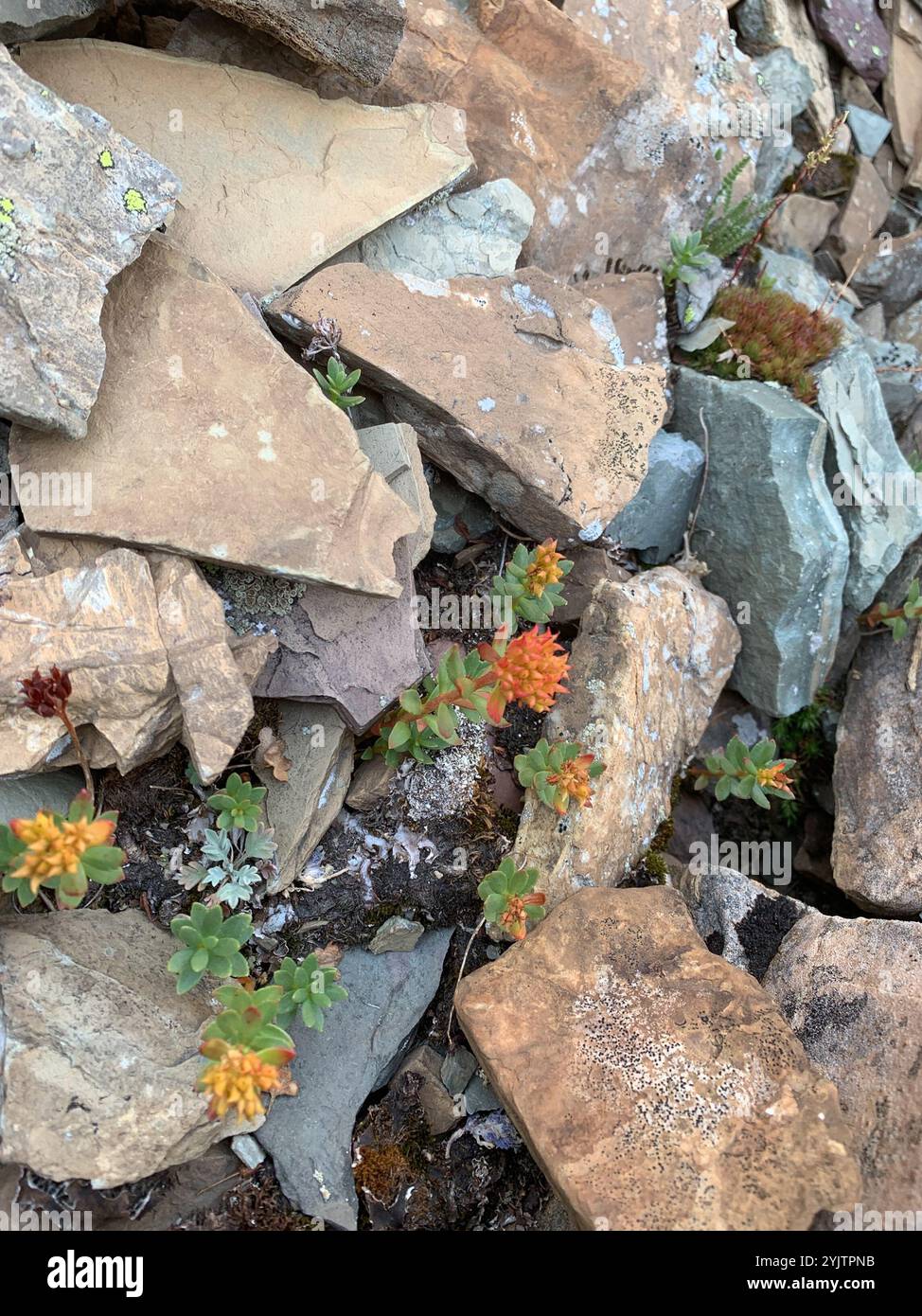 western roseroot (Rhodiola integrifolia Stock Photo - Alamy
