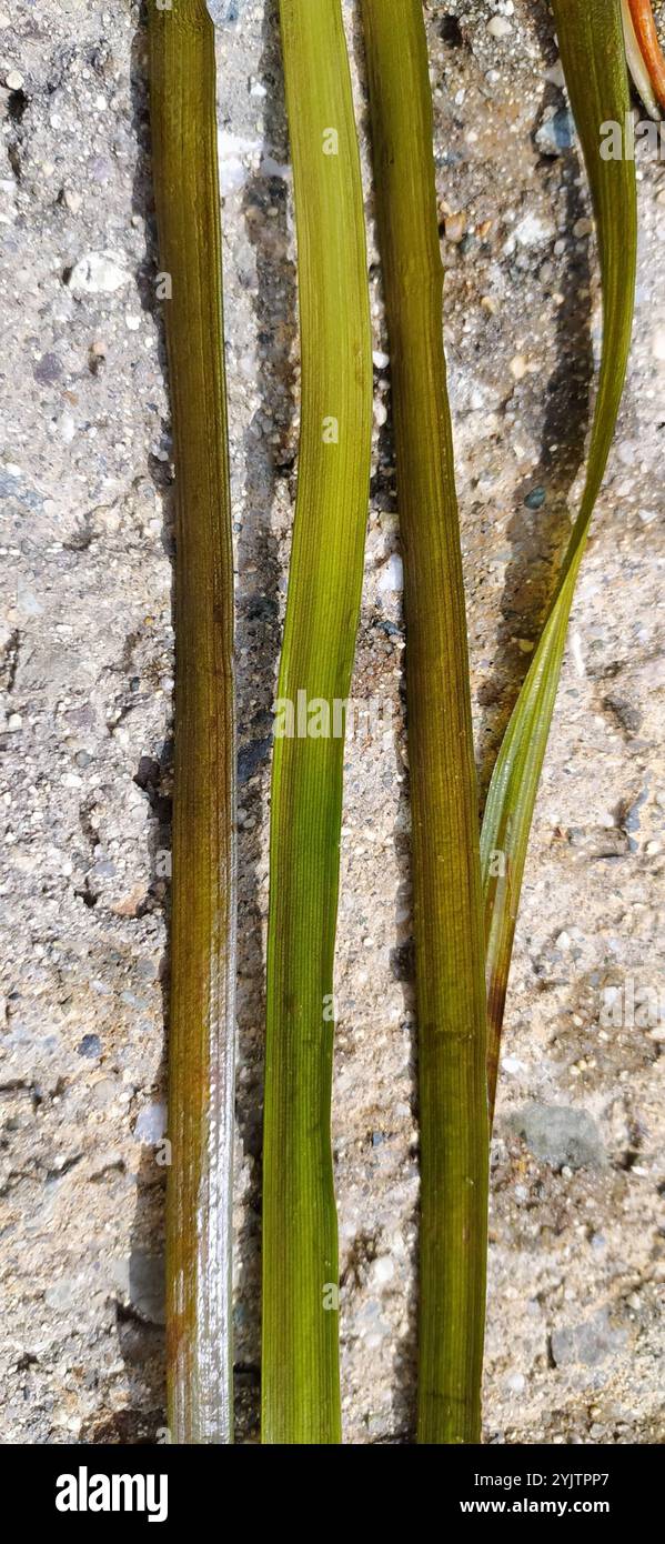 Sparganium emersum hi-res stock photography and images - Alamy