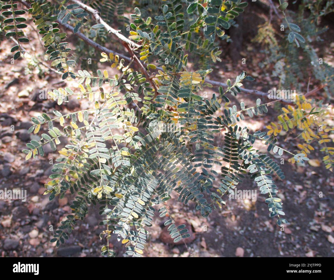 Weeping wattle (Peltophorum africanum Stock Photo - Alamy