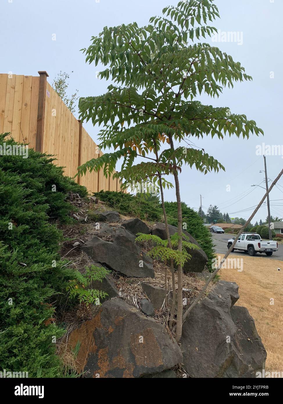 Japanese angelica tree (Aralia elata Stock Photo - Alamy